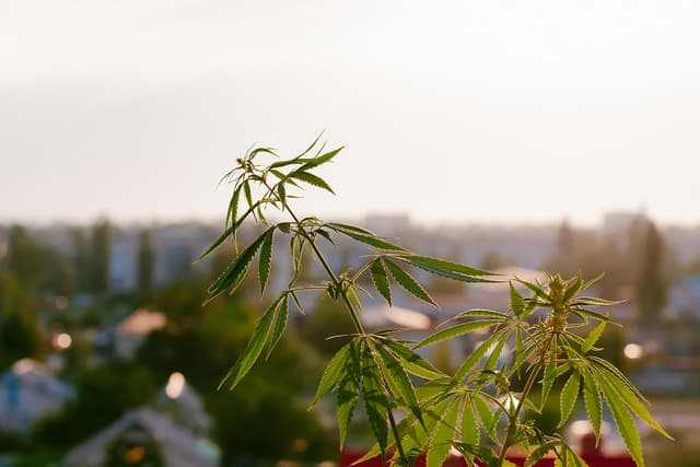 Understanding the Different Types of THC in Cannabis | Delta North